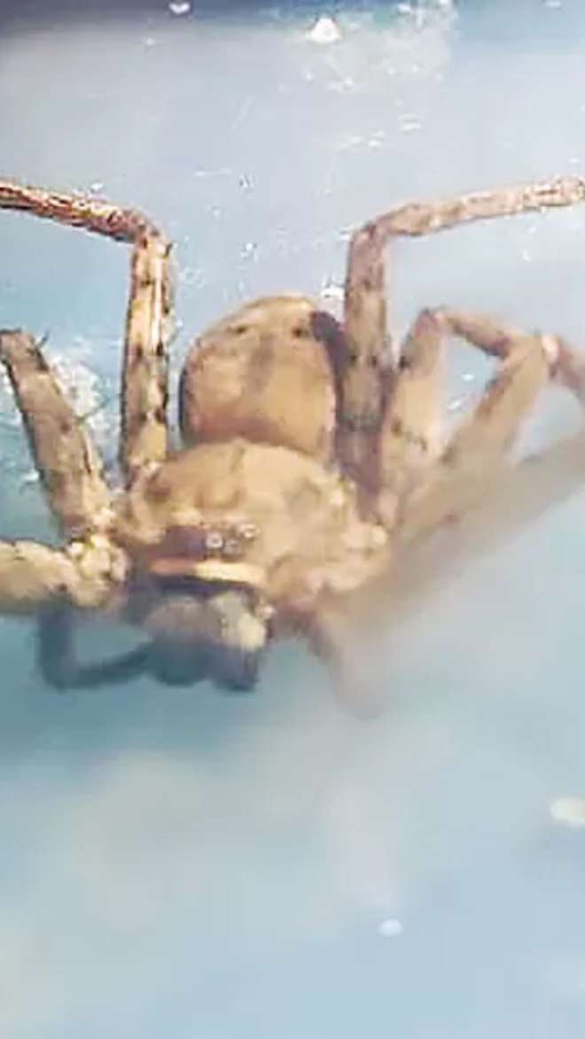 अफ्रीका से चलकर ब्रिटेन पहुंच गई यह मकड़ी, जानें कैसे तय किया हजारों ...