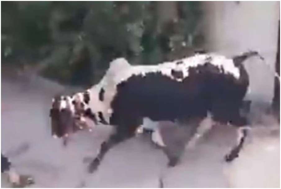 Men beaten bull angry bull reaction leave everyone shocked video goes ...