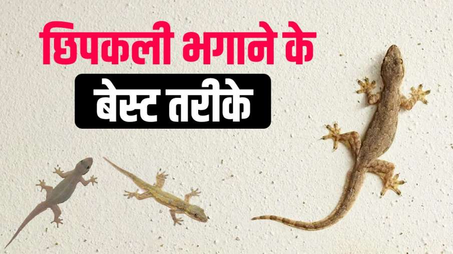 Best tips to keep away lizards chipkali bhagane ke gharelu upay: छिपकली ...