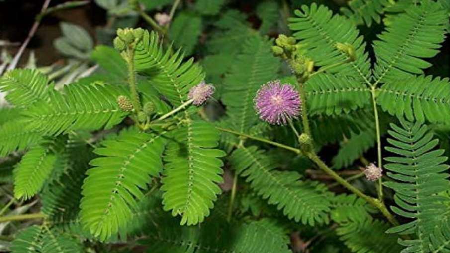 astrological benefits of shami plant how and when plant shami plant in ...