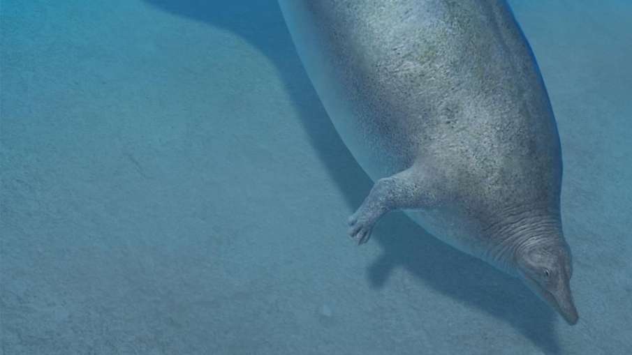 Perusetus colossus the world's largest animal many times the weight of ...